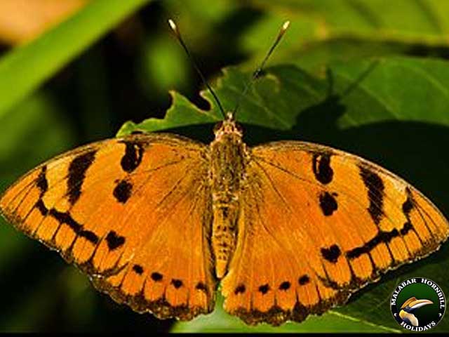 List of Butterflies in Kerala - Explore the Colorful World of Kerala's ...